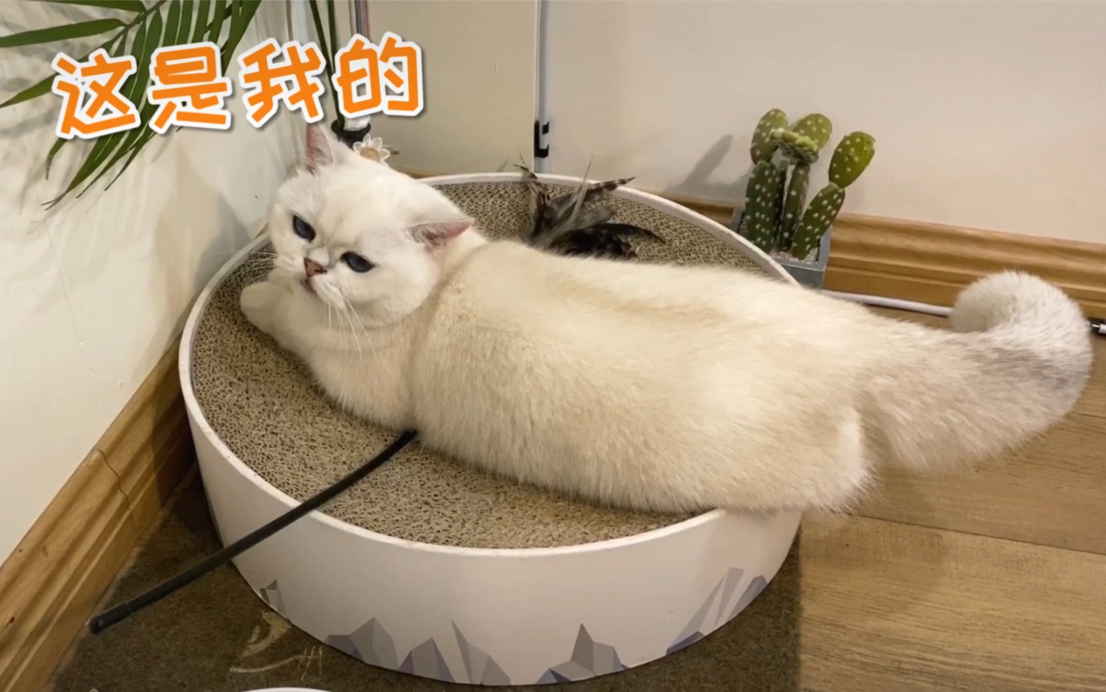 至从养了晚晚猫咪后,放假只能在家里带娃了
