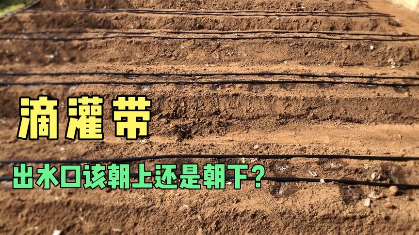 安装滴灌有讲究,滴灌带的孔该朝上还是朝下,你用对了吗