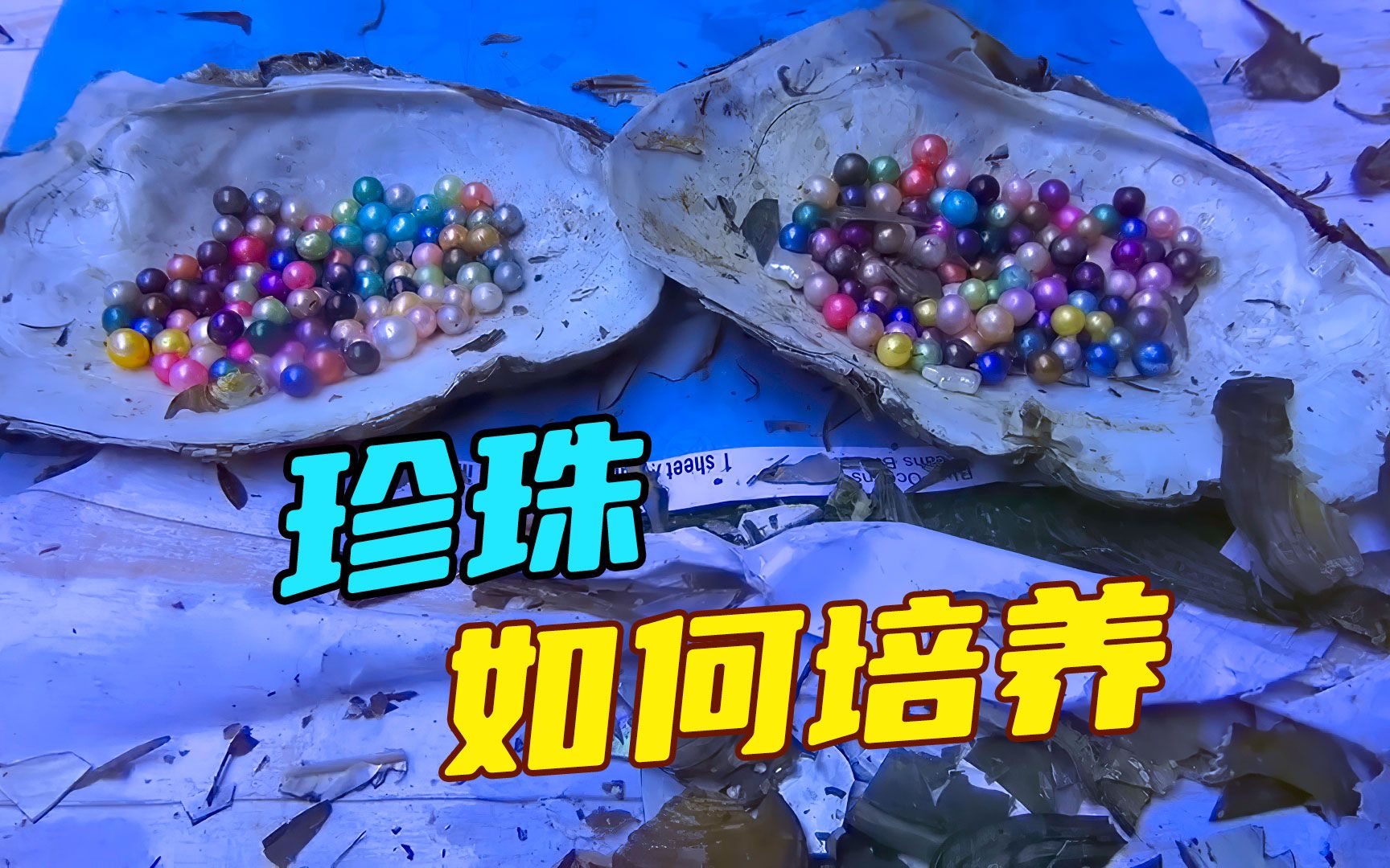 珍珠是怎么形成的,怎么人工培育的