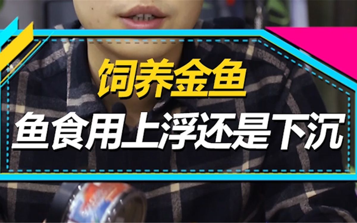 水族小知识,养金鱼,鱼食用上浮还是下沉?