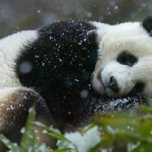 科技拆解试用 