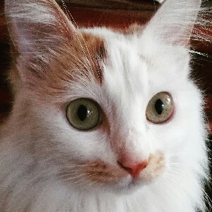 缺钙猫 