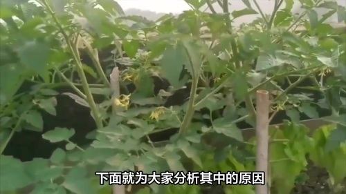 4730. 番茄只开花不结果的原因剖析