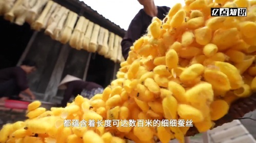 蚕丝制品的是怎么来的?