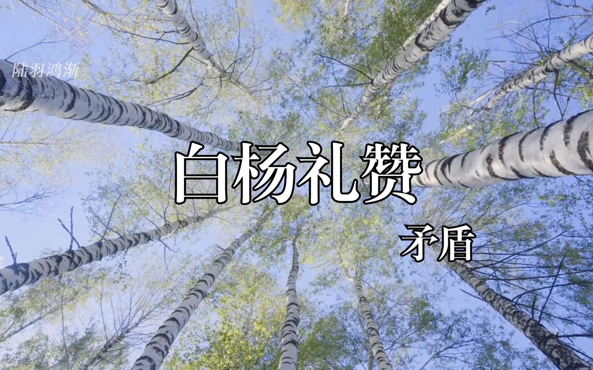 那就是白杨树,西北极普通的一种树,然而实在不是平凡的一种树。|《...