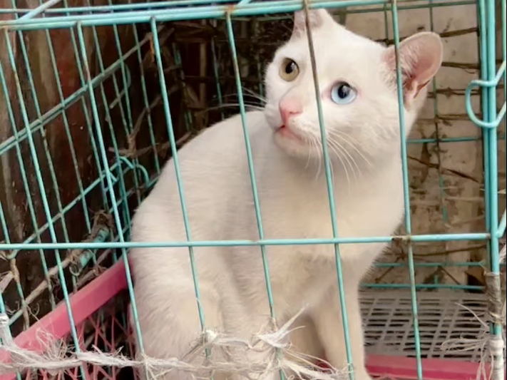 哈哈哈哭死了!猫贩子手里买的猪被我养大了