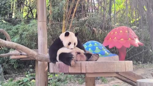 长公主隆隆给大伙展示抱腿挠痒痒