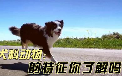 你知道犬科动物都有哪些特点吗,欢迎大家了解犬科动物
