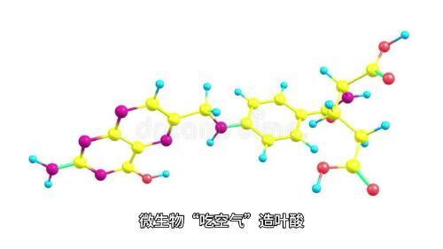 微生物"吃空气"造叶酸