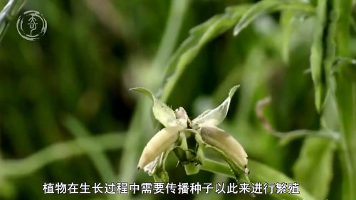 现实中的豌豆射手!一碰就喷的!种子的另类传播方式!