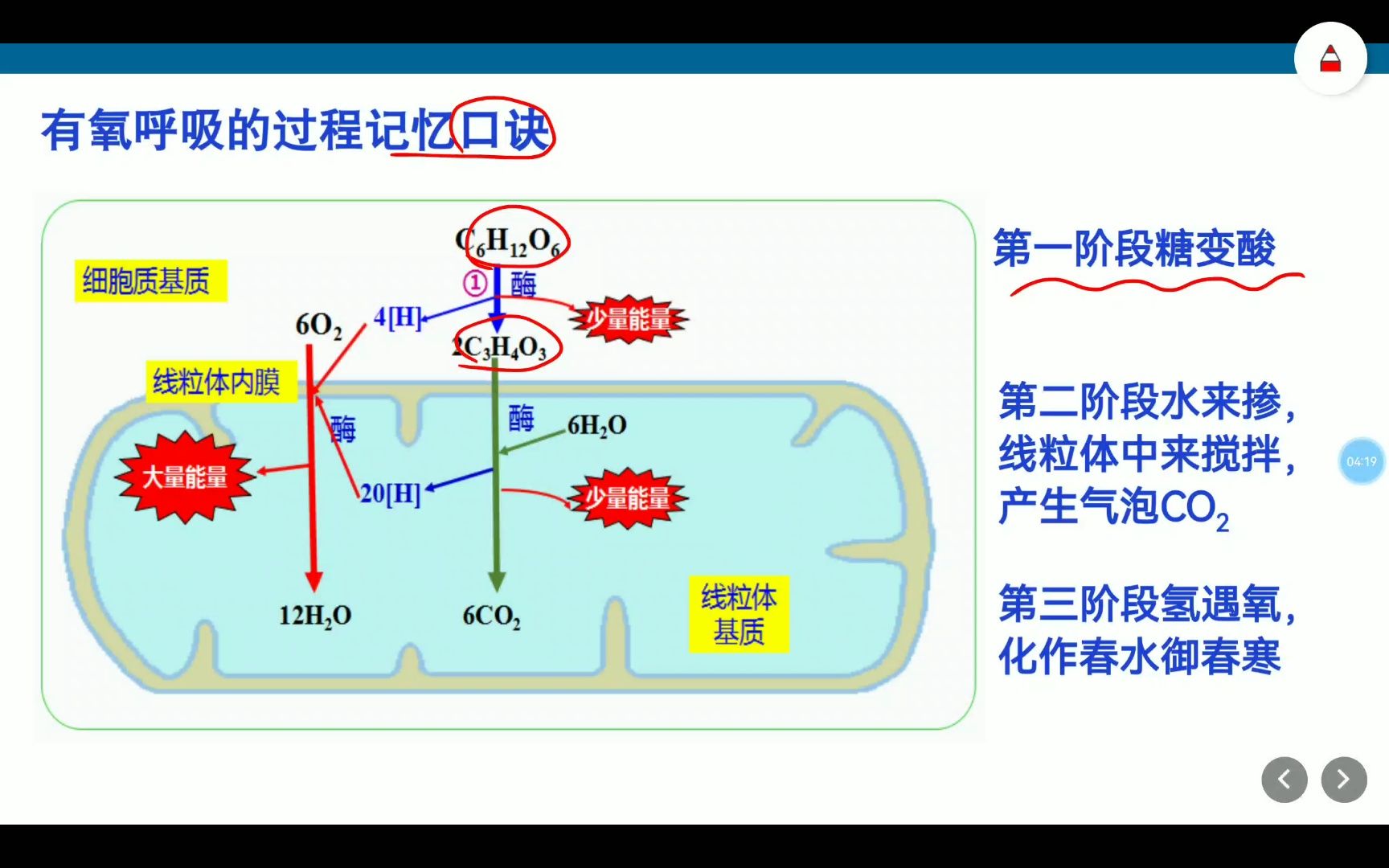 高中生物学考基础知识复习6:呼吸作用的过程