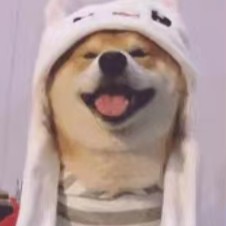 朵朵多多白 