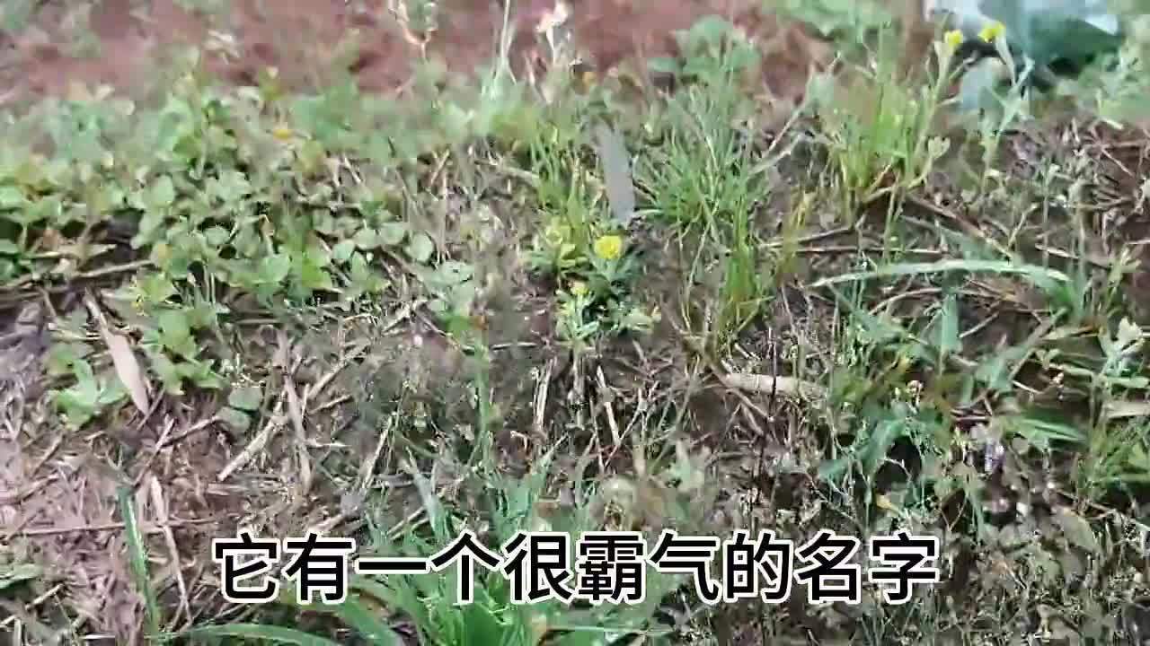 这个田间药材的名字真霸气,你知道吗?