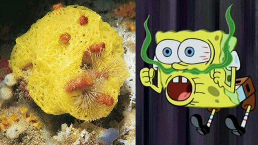 海绵宝宝真不是洗碗用的海绵,在海洋中,确实有天然海绵的存在