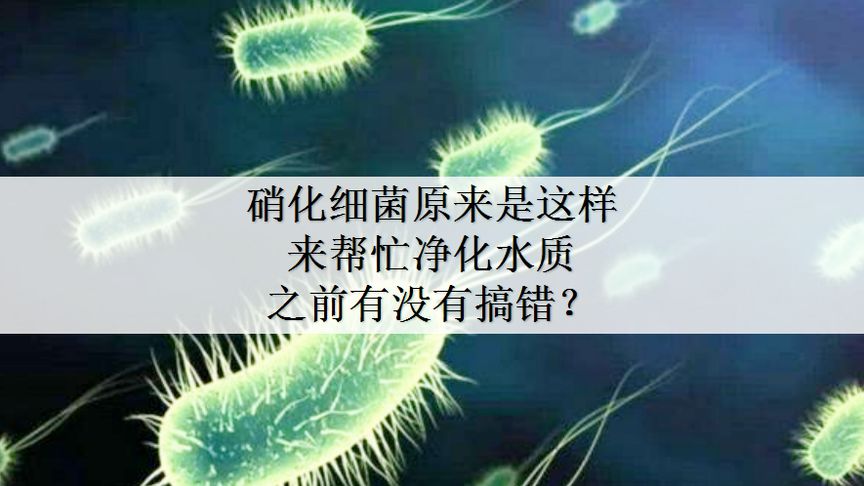 养鱼常说的硝化细菌是什么?它们怎么净化水质,我把一切告诉你