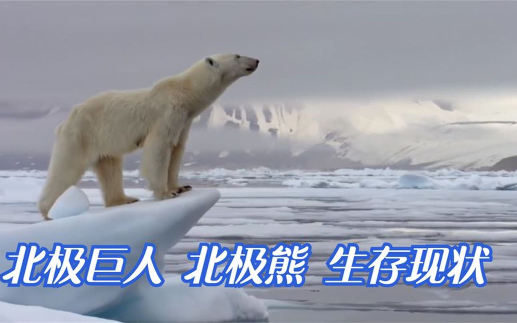 探索北极巨人北极熊,北极熊生存现状