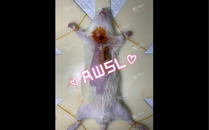 动物模型之;电针预处理对心肌缺血再灌注大鼠肺损伤的预防1.1研究...