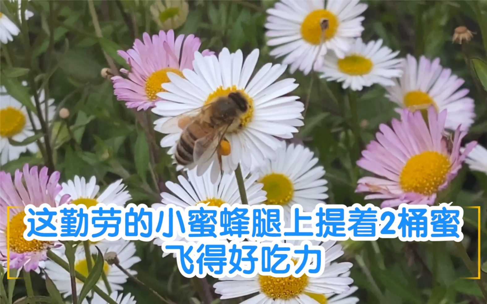 小蜜蜂有多勤劳?全球超过90%的农作物都被它们采集过。#中国野生...