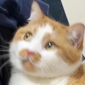 小郑修修 