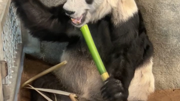 实拍大熊猫丫丫最新状况 # 一起等熊猫丫丫回家.