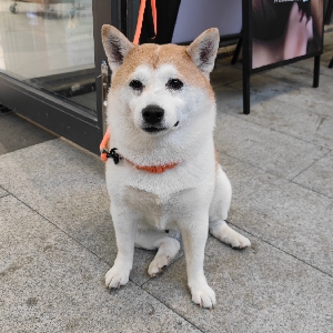 何必音频 