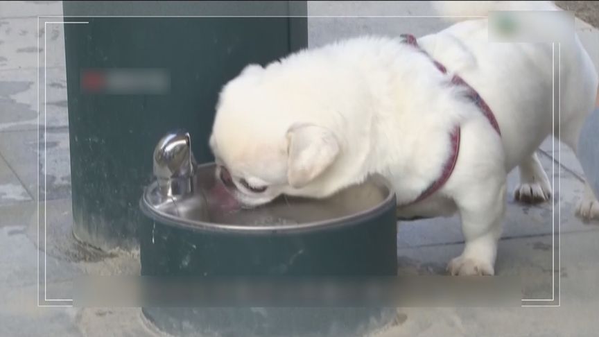 香港发现全球首宗狗感染新冠病毒案例 病毒不会“狗传人”