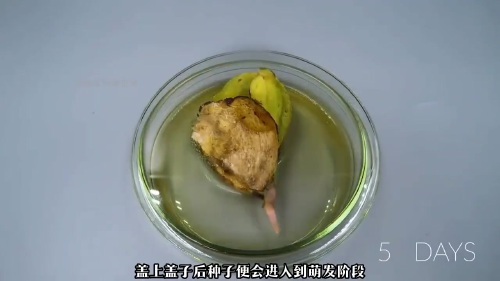 从种子到植物的生长过程!