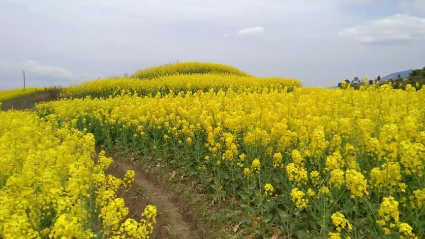 错过这些四川家乡的美景,老乡要再等十二个月