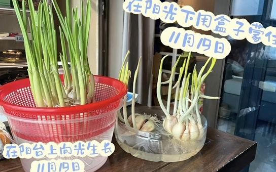 清华附中郑州学校生物实践作业-探究光照对大蒜生长的影响①