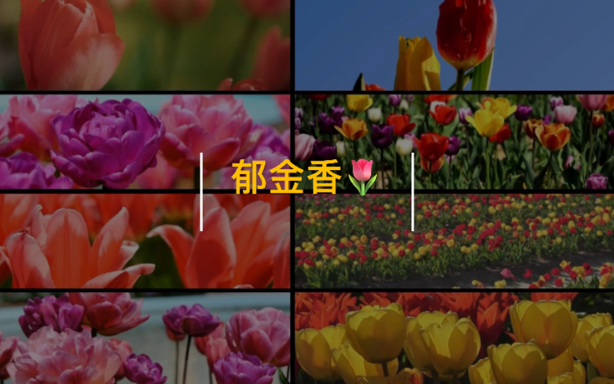 风景视频素材分享——郁金香(无水印可自取)