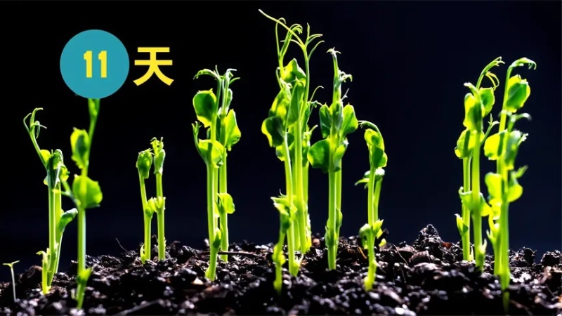 一天压缩为一秒,种子生长过程