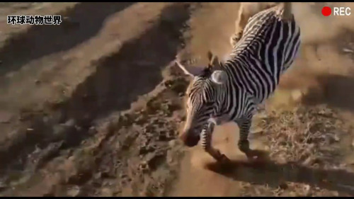 斑马单独出来觅食,下一秒就被狮子一举拿下,结局太悲催了!