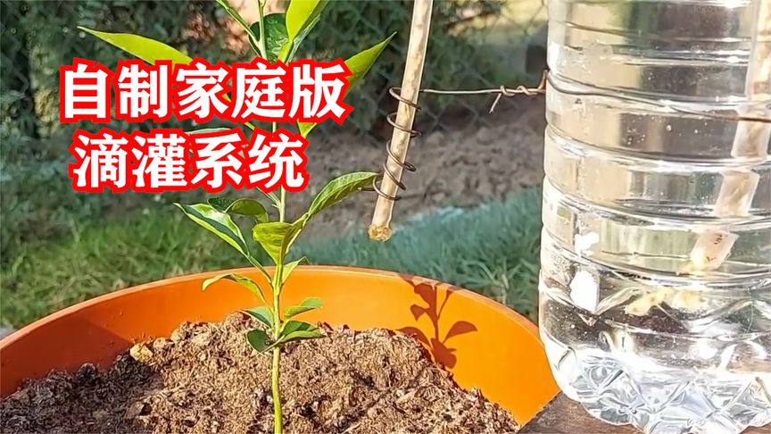 自制家庭版滴灌系统,以后外出也不怕植物缺水了