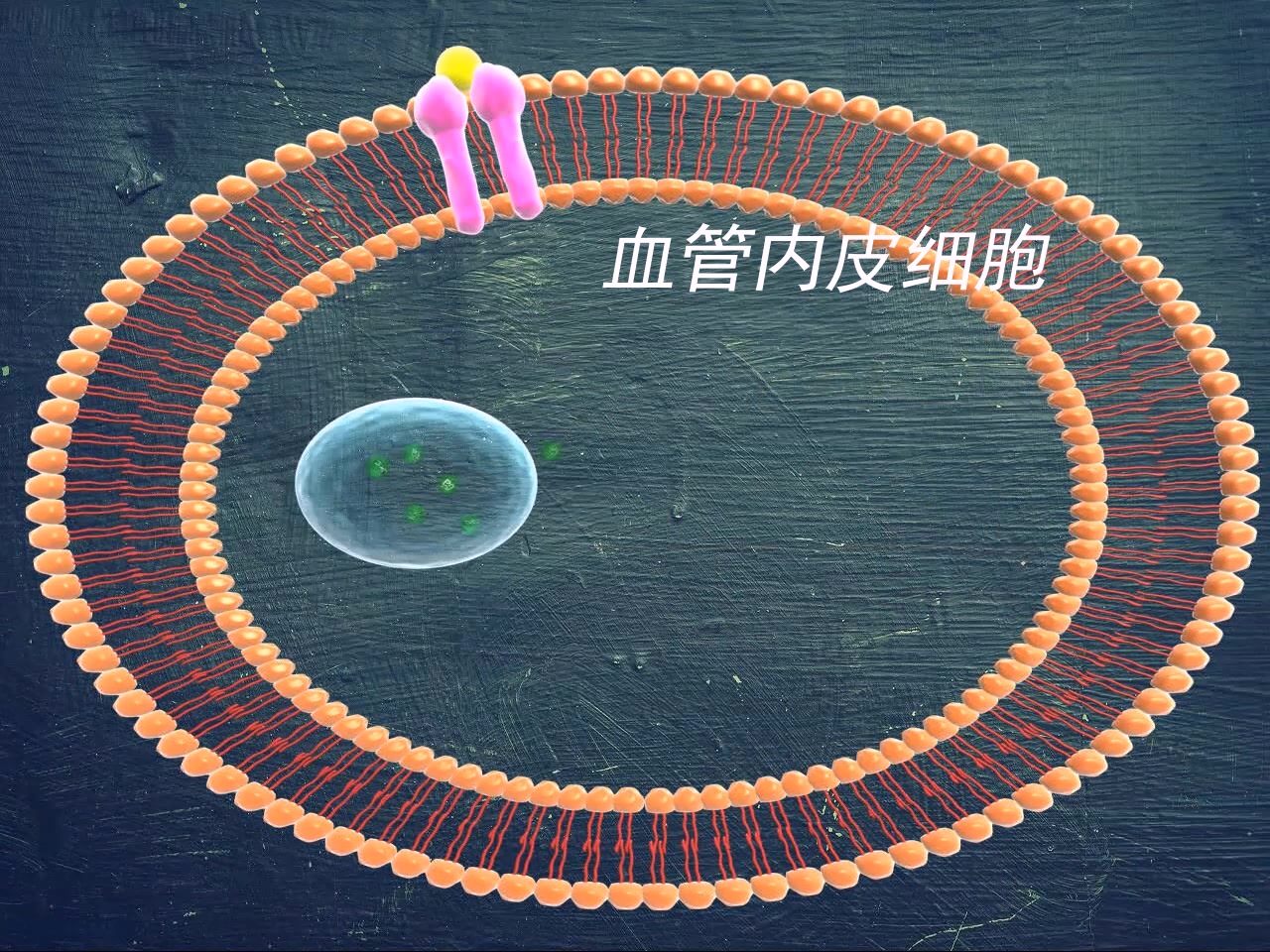 一氧化氮与血管舒张 | 芥末药学堂
