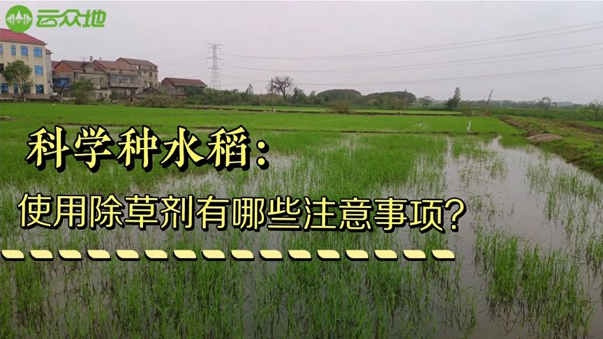 稻田安全除草很重要,使用除草剂要对路、适期,记住以下注意事项