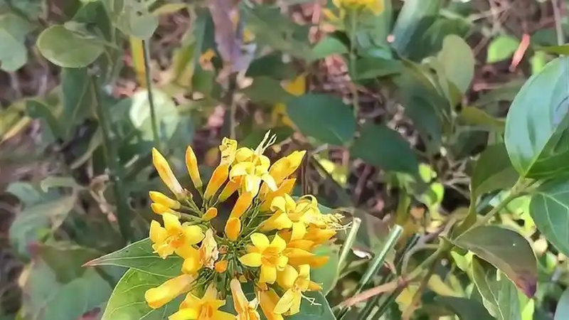 误食断肠草全家中毒,提高有毒植物认识很重要