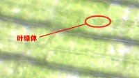 贝壳网——初中理化生实验精品课 第36集 绿叶细胞中的叶绿体
