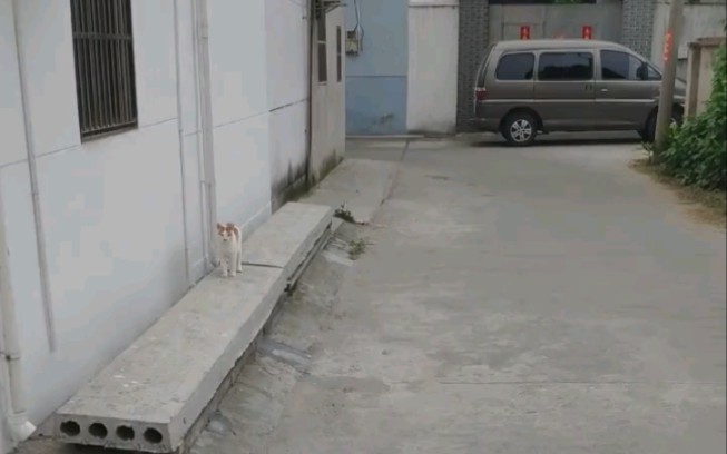 如何抓一只流浪猫教程。