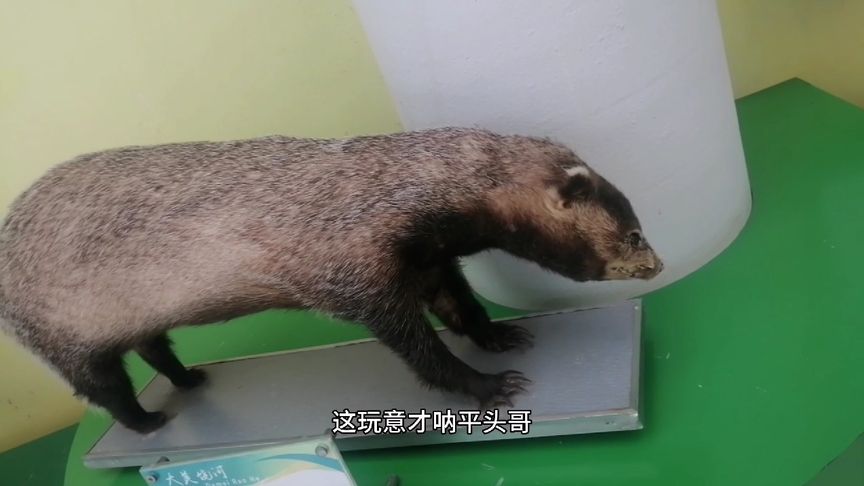 黑熊遇见它都得让三分的动物!它的胆和油脂都有极好的药用价值。