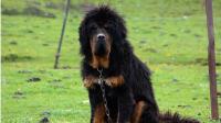 世上最凶猛的14种猛犬, 藏獒只能排在队尾, 网友: 第一名副其实