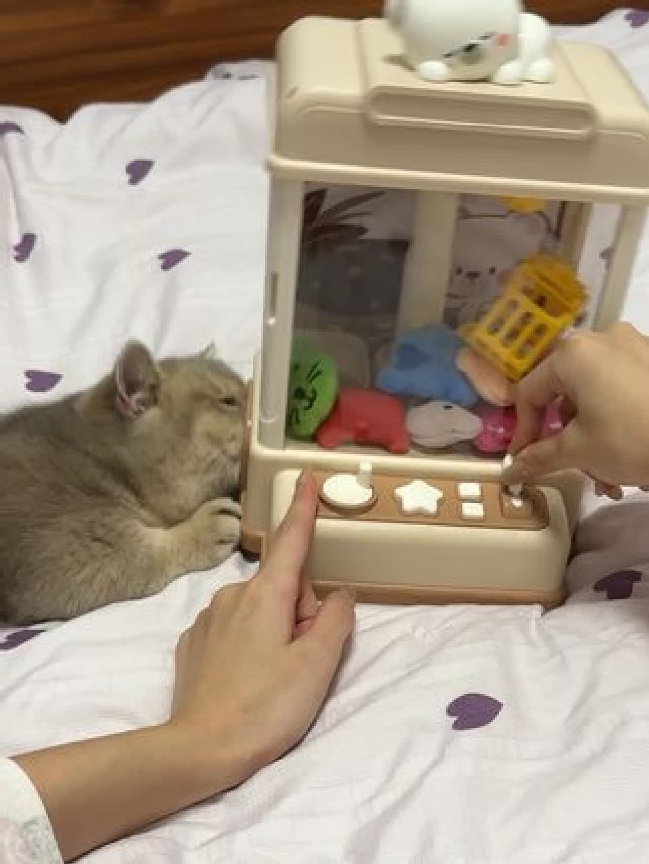 安琪拉:屎手,快抓啊#铲屎官的乐趣 #逗猫神器 #上热门 #你的猫孩子也...