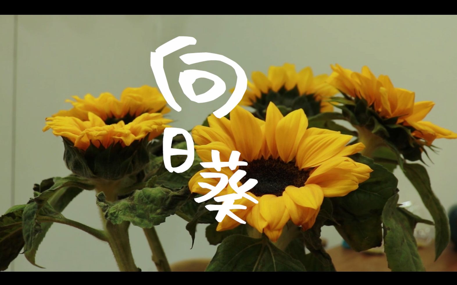 毕业作品微电影《向日葵》