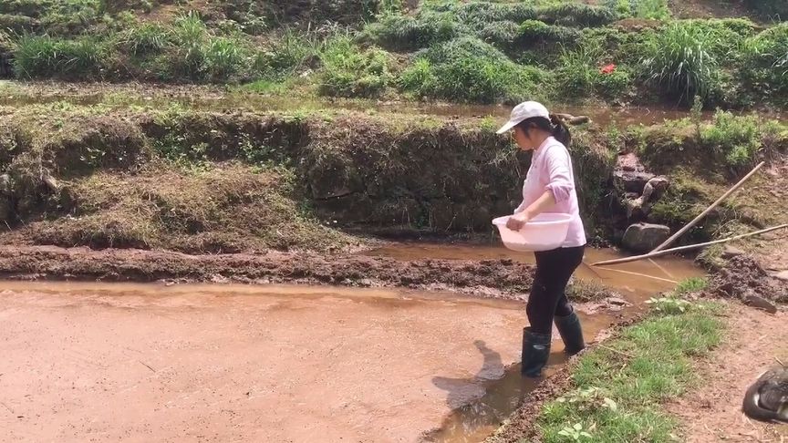 水稻种子经过一个星期的催芽,今天天气不错气温回升,抓紧播种!