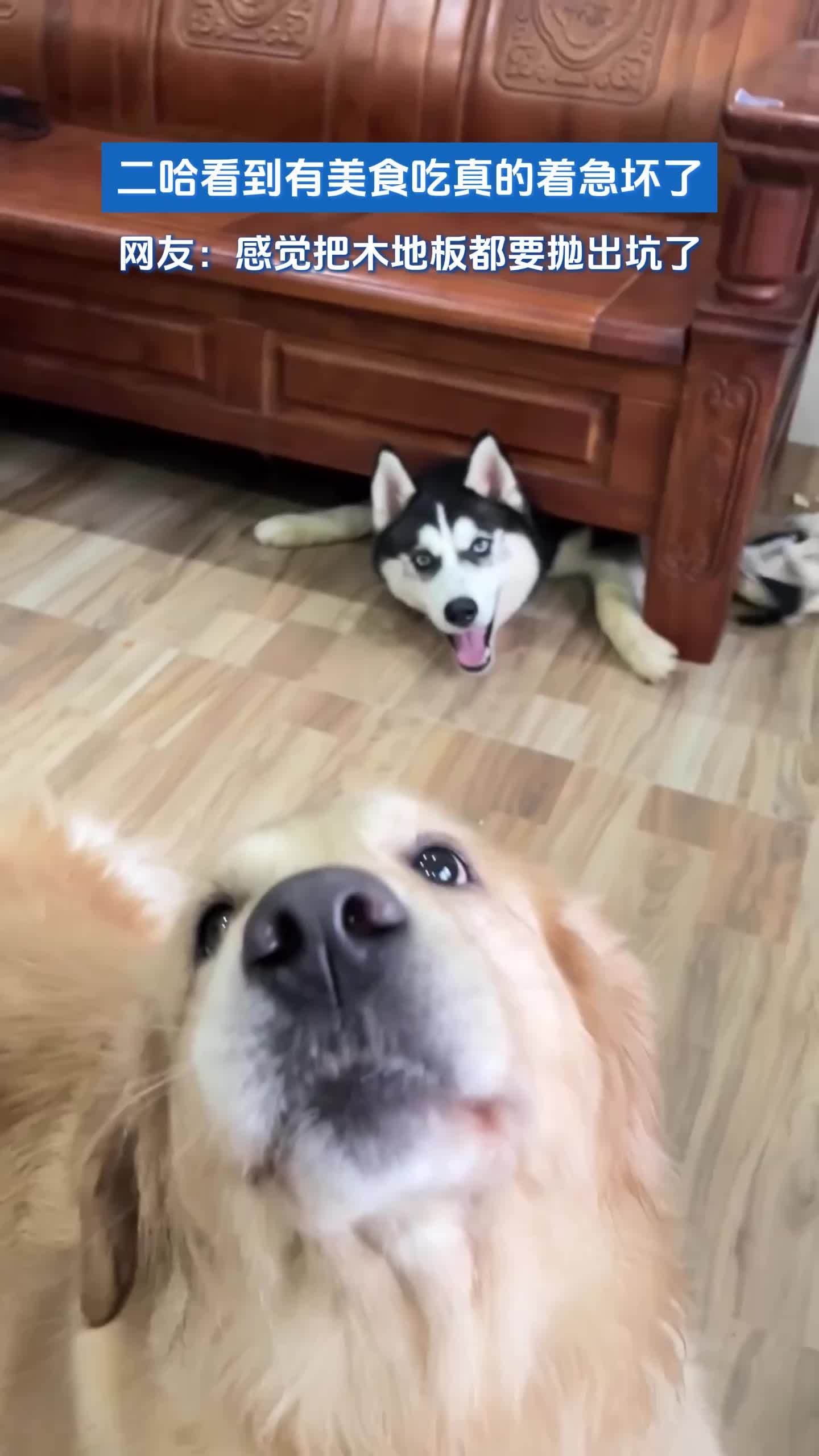二哈看到有美食吃真的着急坏了。网友:感觉把木地板都要抛出坑了