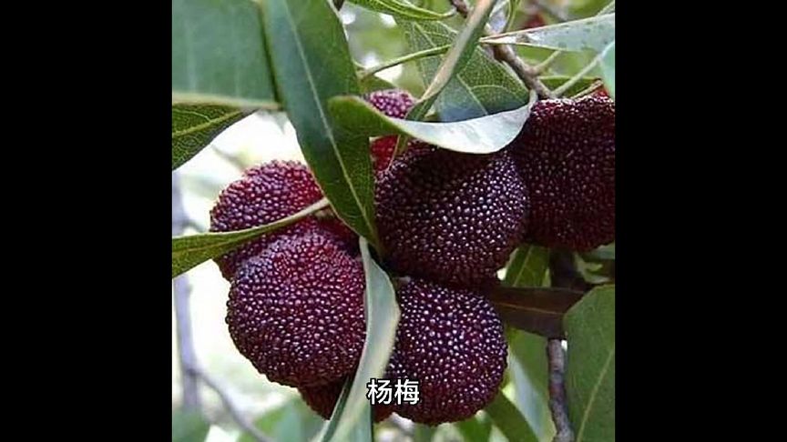 江门中正杨梅种植管理及保花保果技术分享!