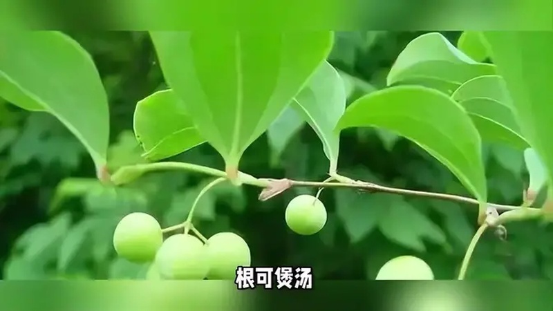 农村刺果金刚藤,儿时采果实,根可煲汤,其价值被忽视