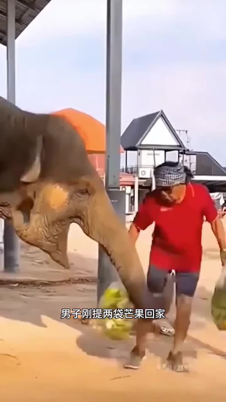 没想到大象这么爱吃水果! #动物世界