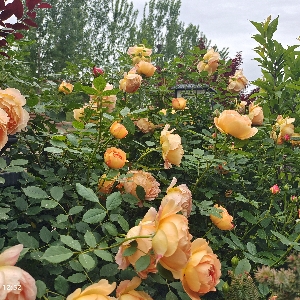未来可期bili1 