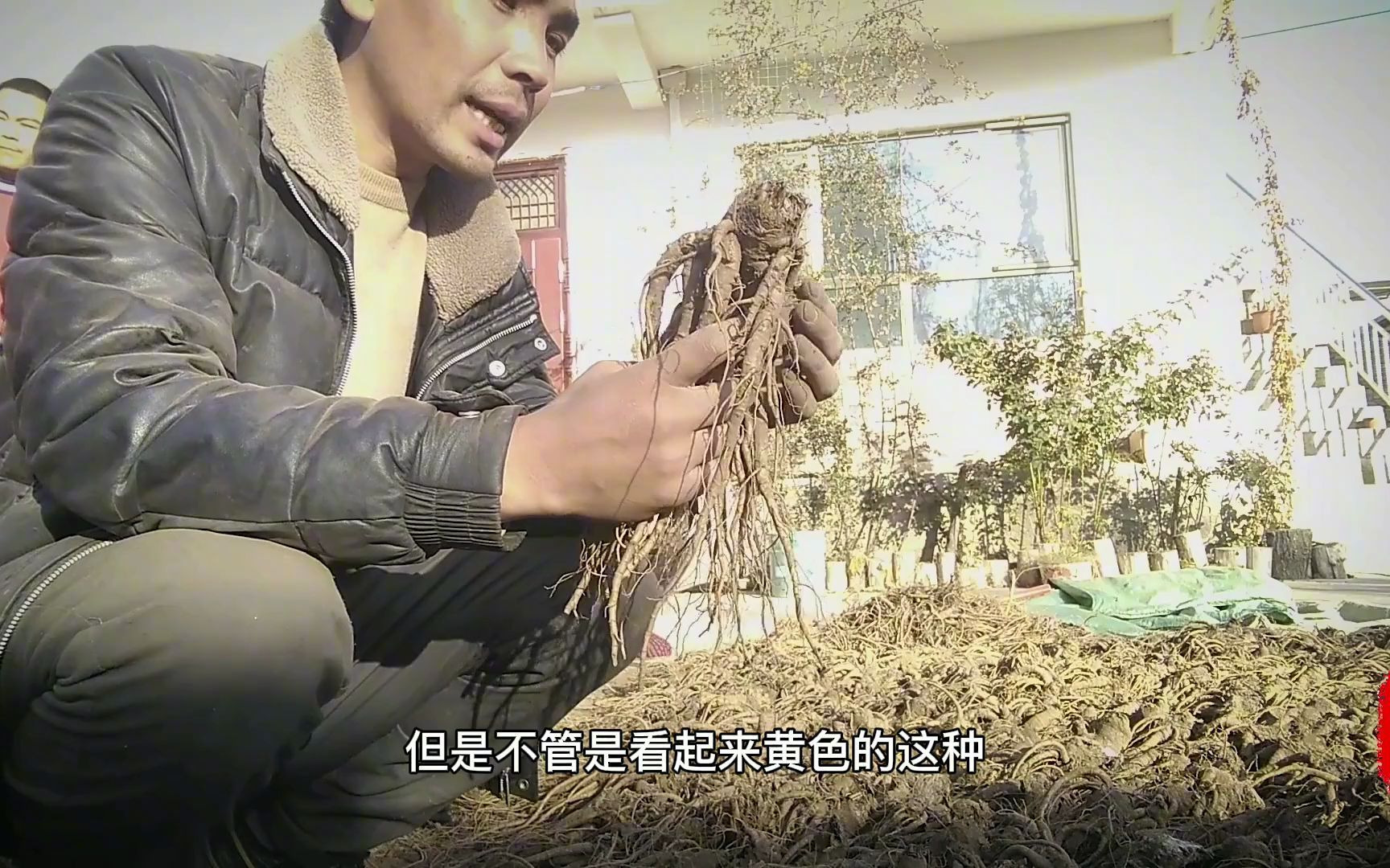 甘肃农村的当归是怎么干的,熏干的还是烤干的,区别还是很大的