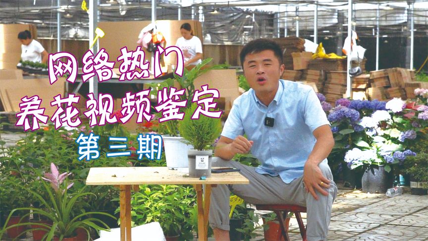 烟灰兑水浇花好?阿司匹林能浇花?网络热门养花视频鉴定:第三期